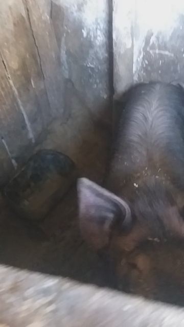 Курочки и свинюшка