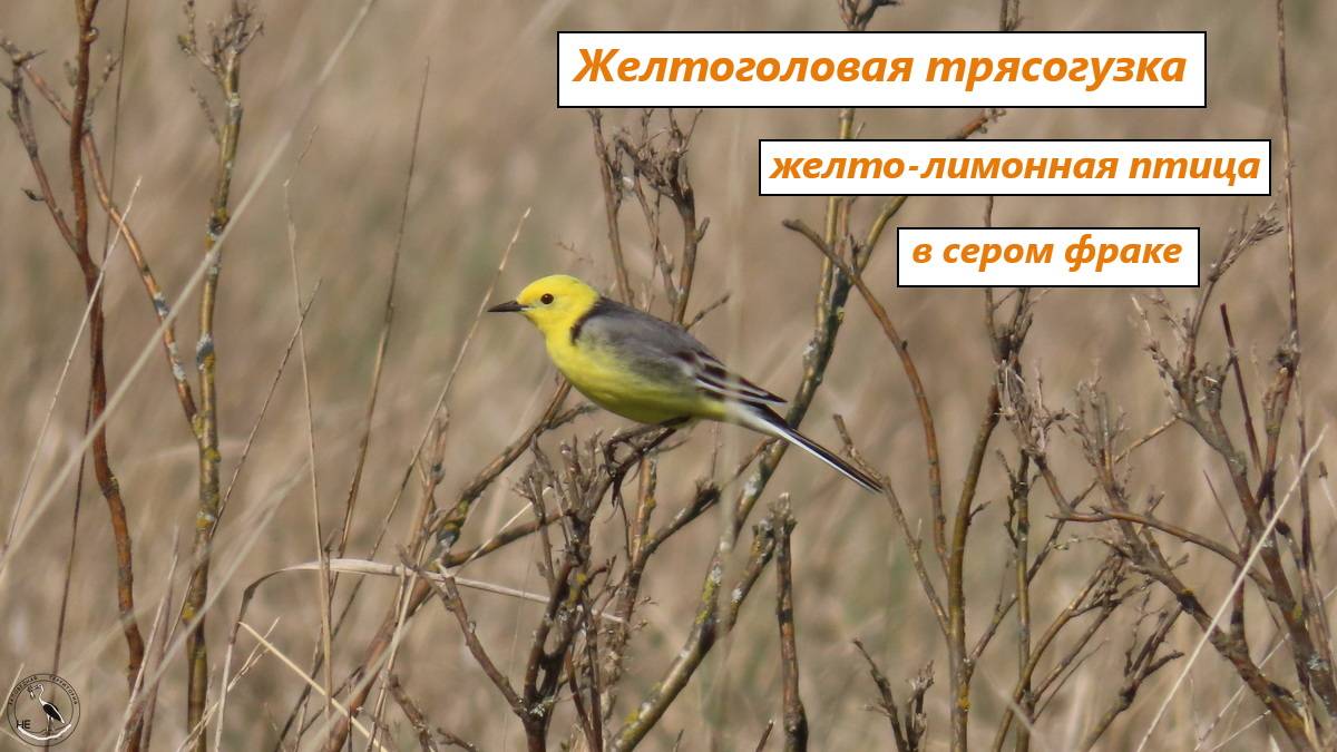 Желтоголовые трясогузки - яркие птахи. Голос птицы