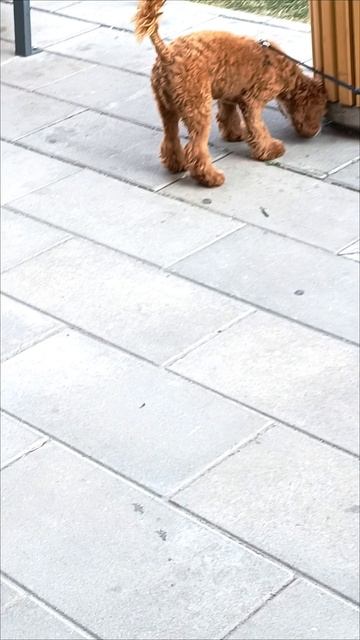 Спарки 🐕 был у грумера! Навёл красоту к весне👉👀👍 можно гулять