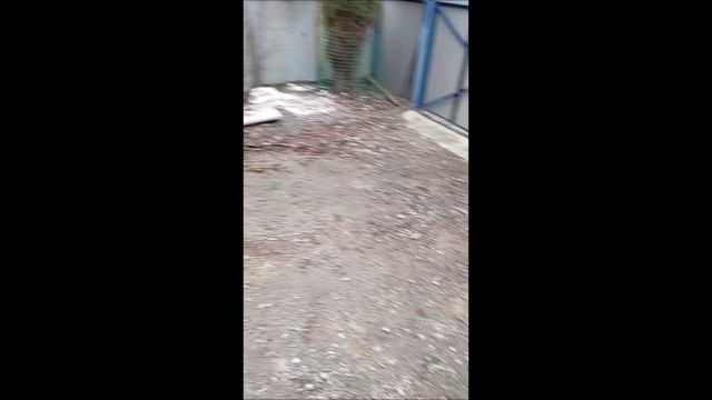 Собака.Овчарка. Том.