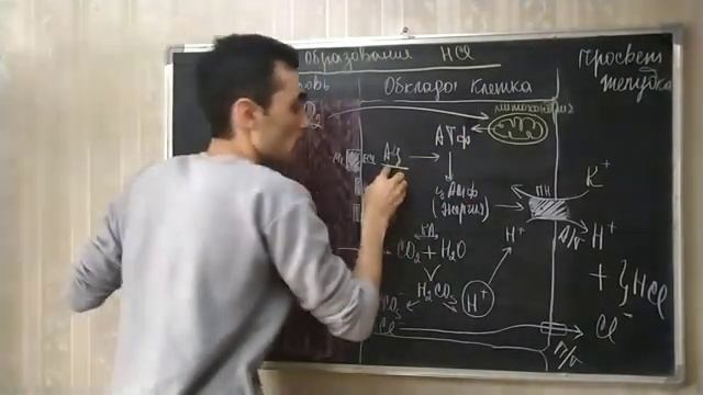 ЖКТ ЖЕЛУДОК