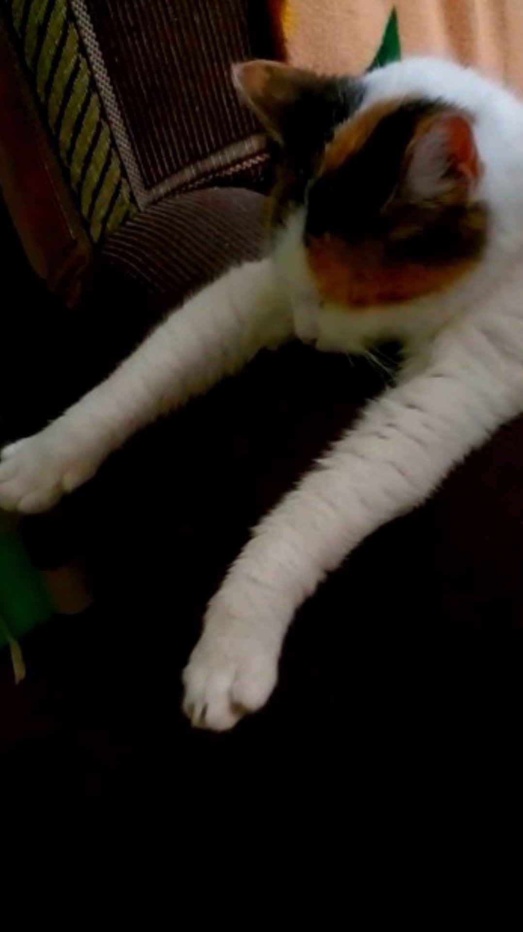 Когда котята уснули