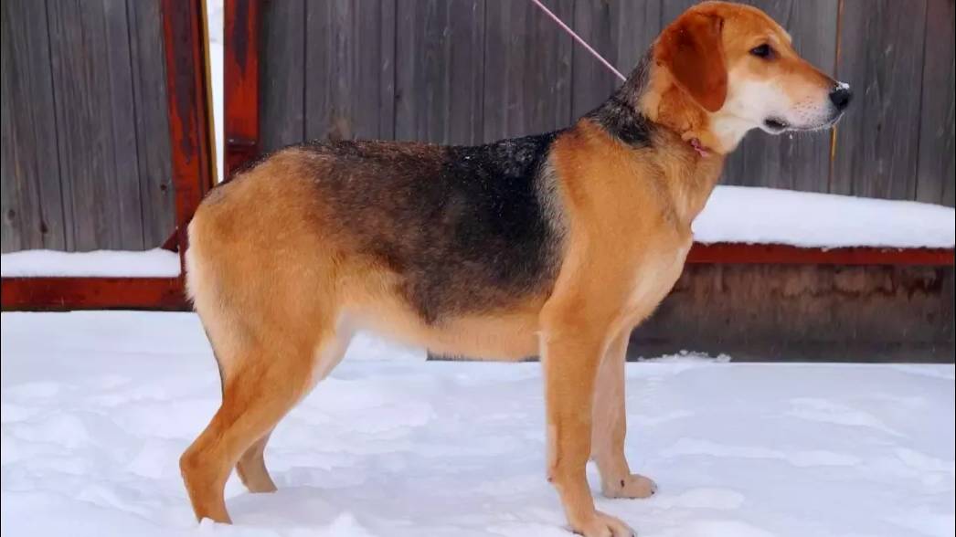 НАГОНКА ПО ЗАЙЦУ. Русская гончая  Нота 1 год вл. Шатров В. А.#охотасгончей#животные #топ #hunting