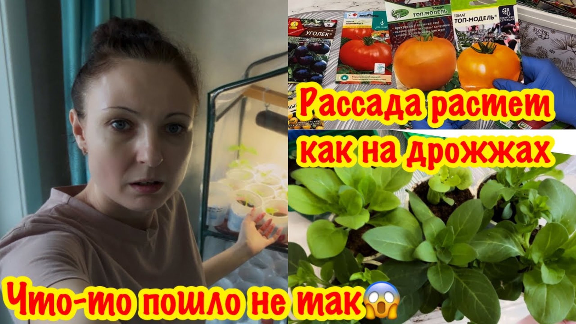 КУПИЛА НОВЫЕ СЕМЕНА ТОМАТОВ/ТОЛЬКО ТАК СЕЮ ТОМАТЫ Для 100% ВСХОЖЕСТИ/ОБЗОР МОЕЙ РАССАДЫ В 2025