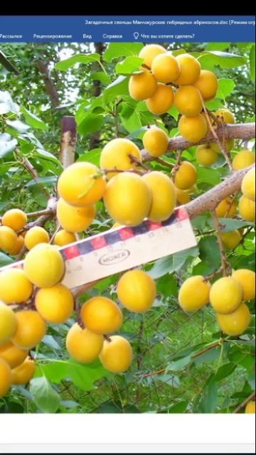 Железов В.К. Манчжурский Патриарх и его потомки - будущие короли   российских садов. Серия 1. (Отрыв