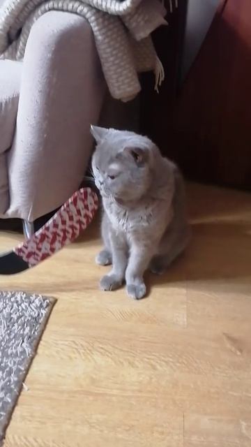 Трус не играет в хоккей