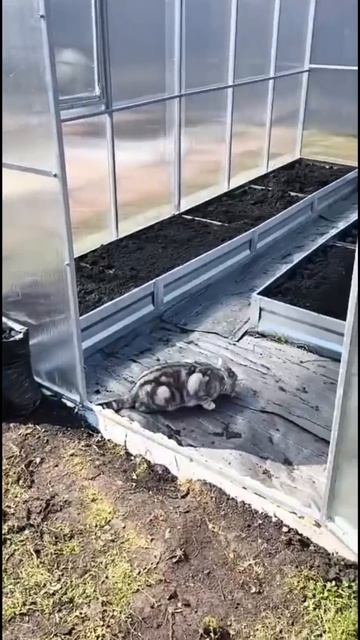 была теплица, а стала котостоловая