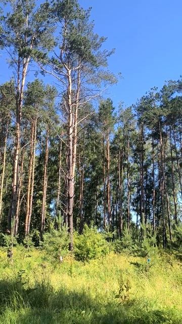 Сосны в солнечный день