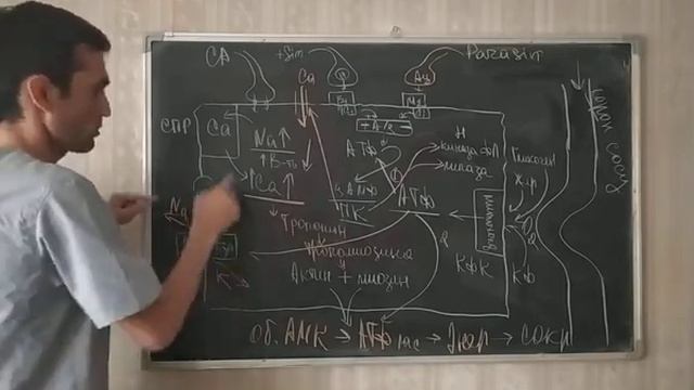 23 СВОЙСТВА МИОКАРДА 2