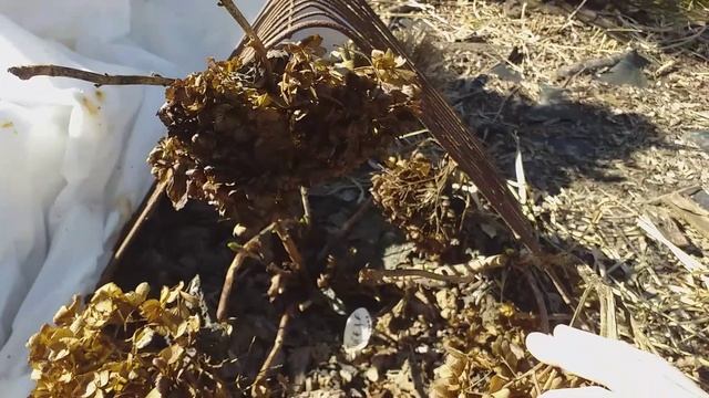 Результат зимовки крупнолистной гортензии, съемка 4 апреля. Калужская область