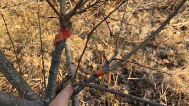 Спасаем дерево-сад!