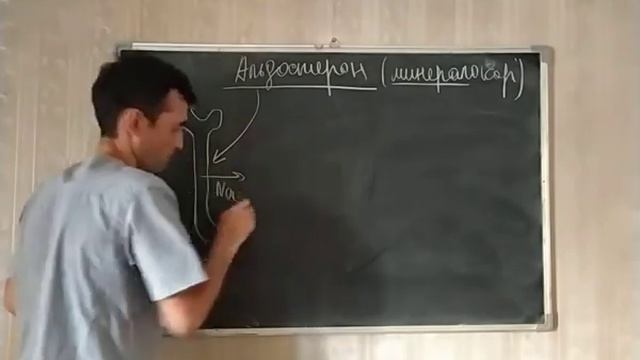 37 ГУМОРАЛЬНАЯ РЕГУЛЯЦИЯ СЕРДЦА