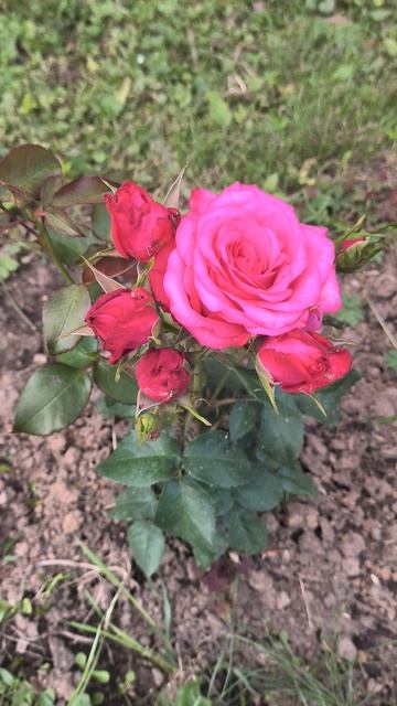 Роза розовая с бутонами