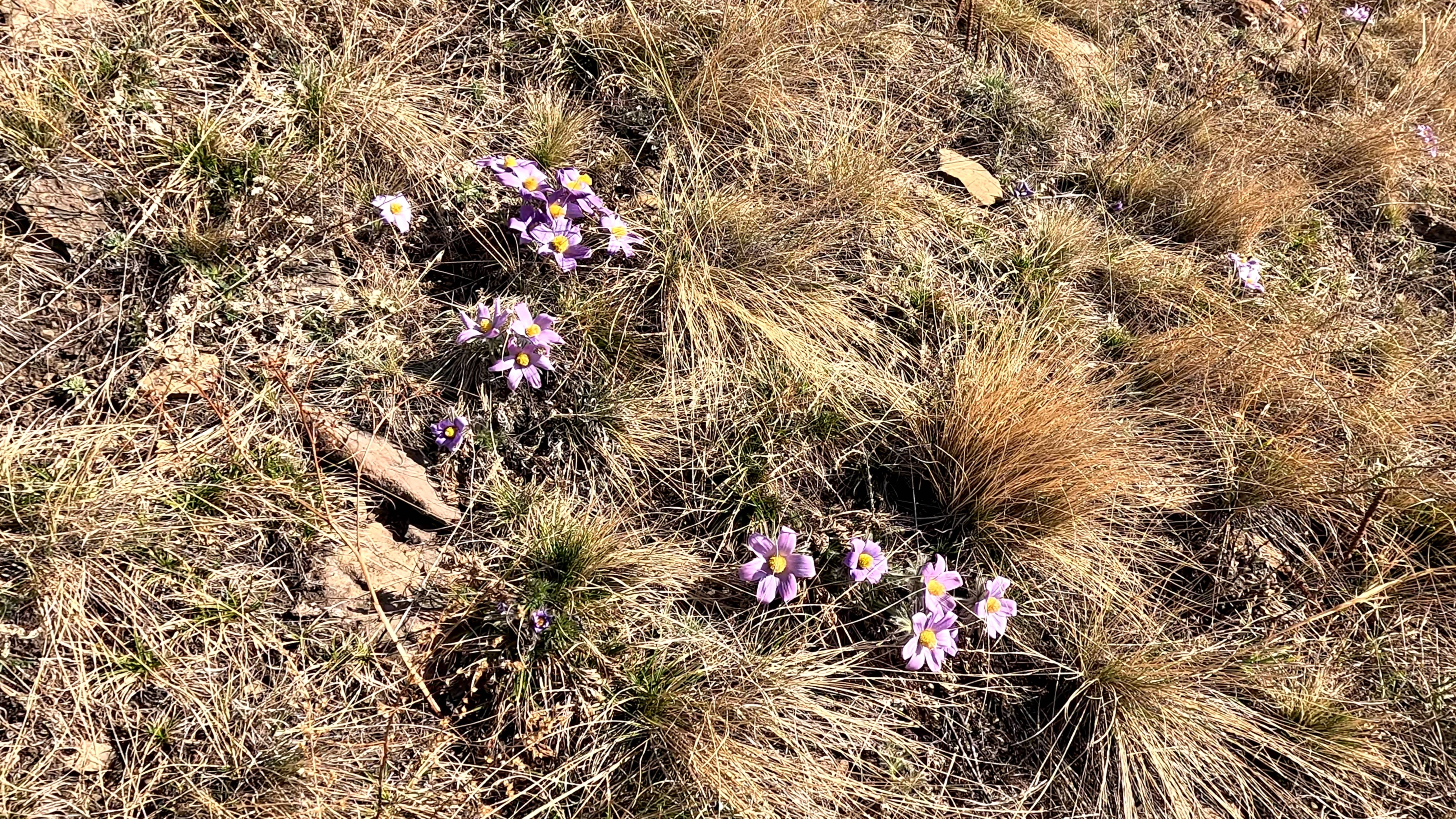 Подснежники на Куне. Съемка GOPRO HERO 12 Black