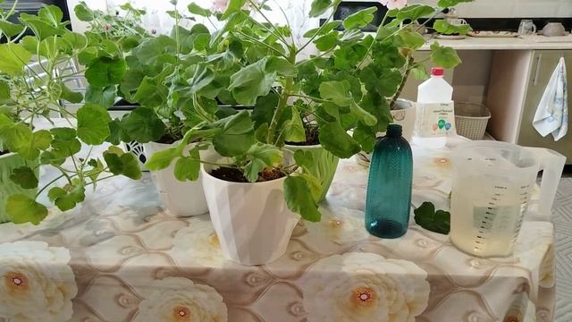 Пеларгония — это цветок, который требует особого ухода в течение всего периода, с осени до весны.