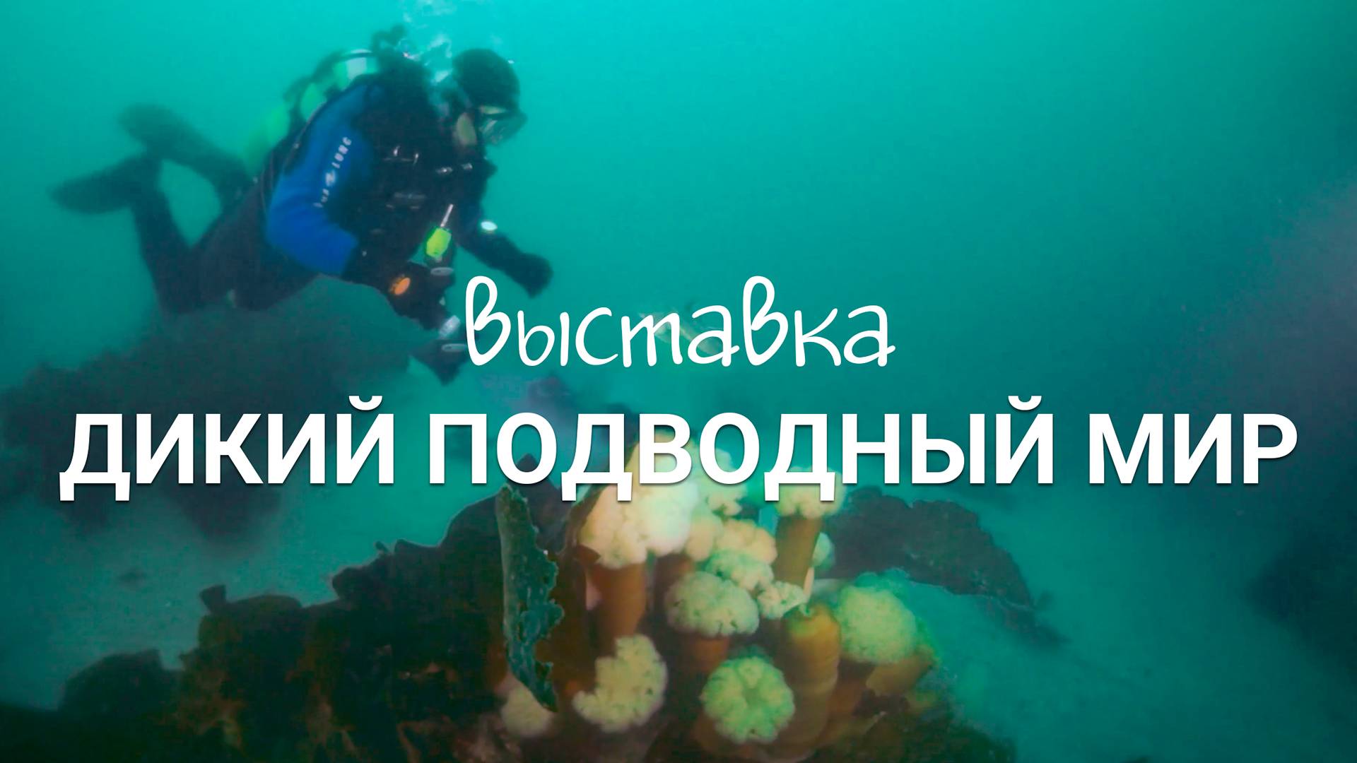 Дикий подводный мир. Выставка за 2 минуты