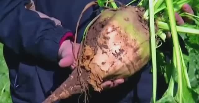 ... Как делают Сахар из Свеклы...