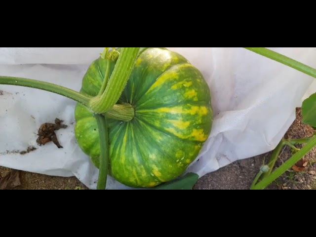 21 августа 2022год. Моя любимая дача)))Прогулка,что ещё цветёт....