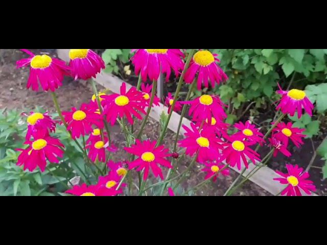 4 июля 2022год. Моя любимая дача!