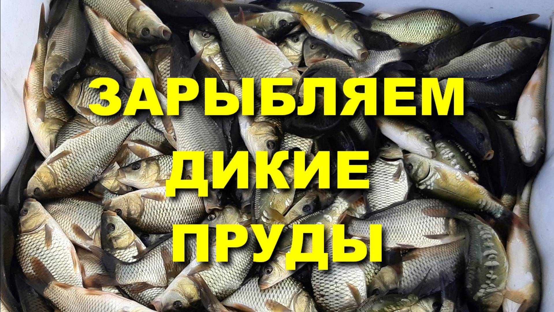 ЗАРЫБЛЯЕМ дикие ПРУДЫ! Карп, Белый Амур,Толстолобик. #карп #зарыбление #белыйамур #толстолобик