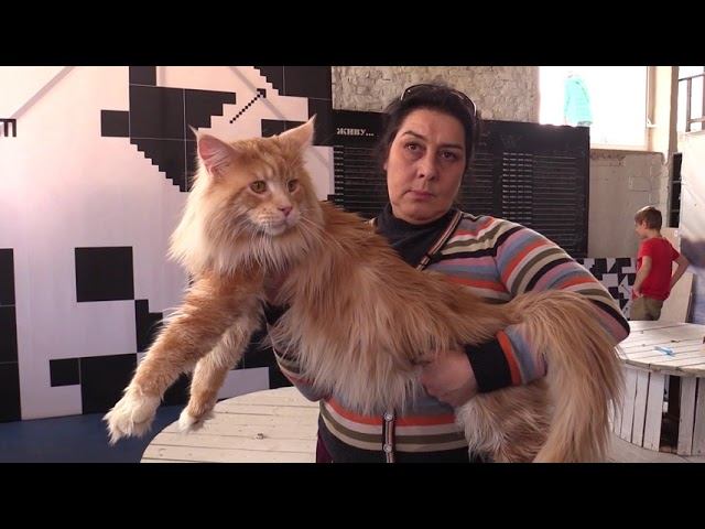 мейн кун - порода кошек