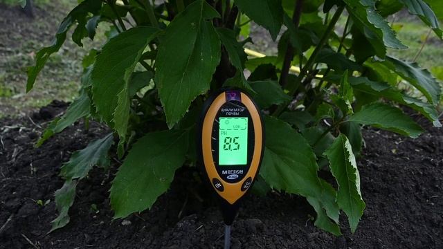 Как я проверяю кислотность почвы для голубики?!