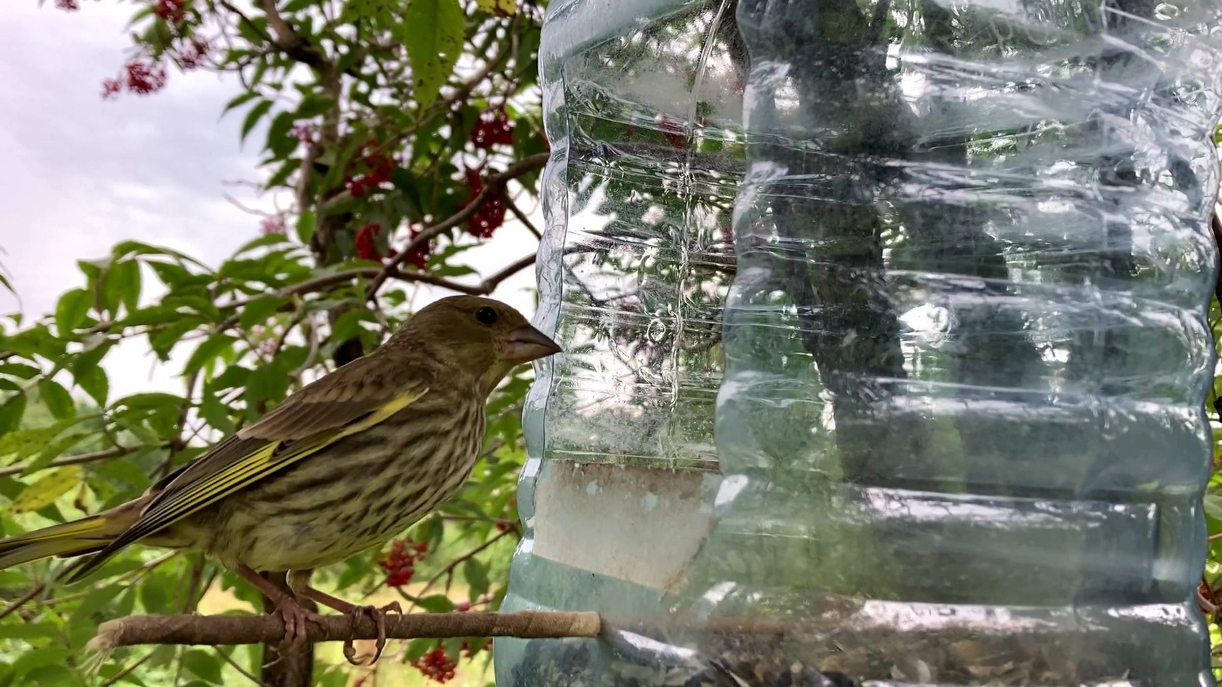 Бурундук. Синицы, Зеленушки, Поползни. Часть 49