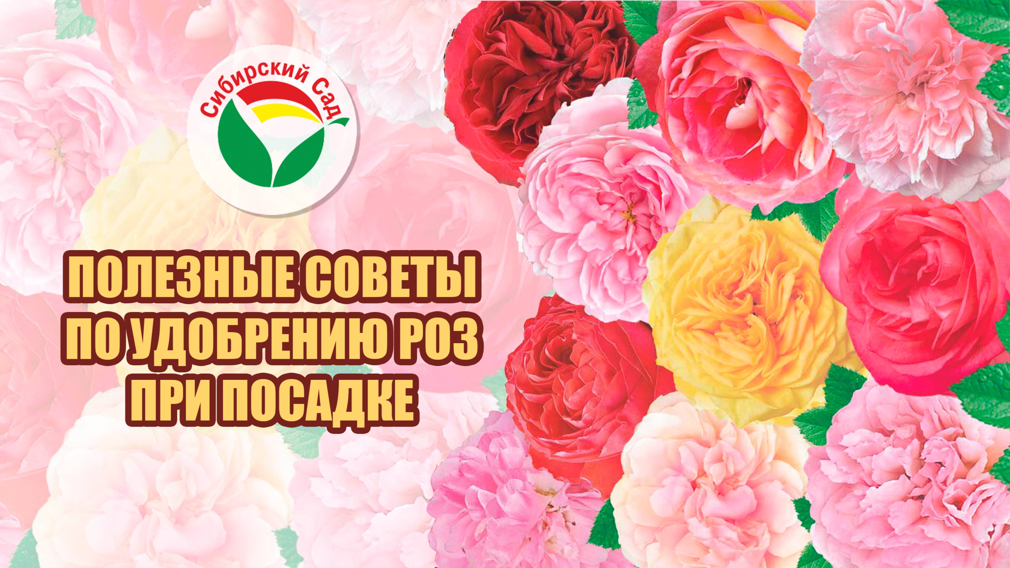 Полезные советы по применению удобрений при посадке роз