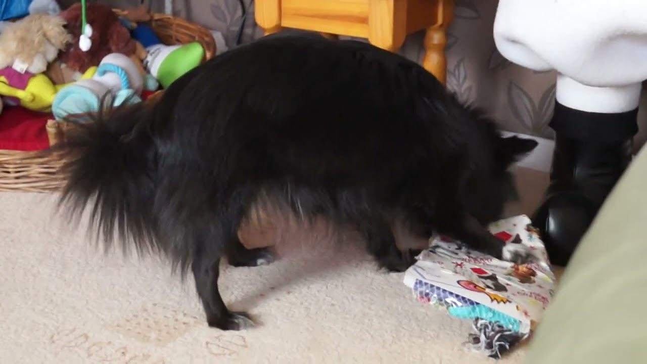 Черри и рождественский подарок. Воспоминания о Черри.