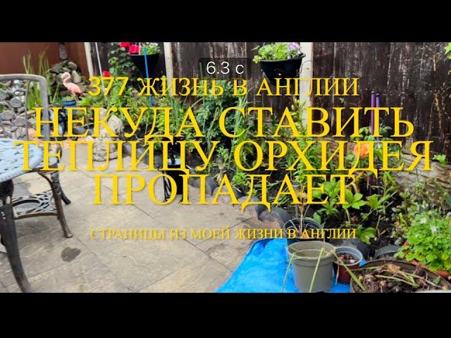 Переезд Некуда ставить теплицу Орхидея пропадает 377 Жизнь в Англии