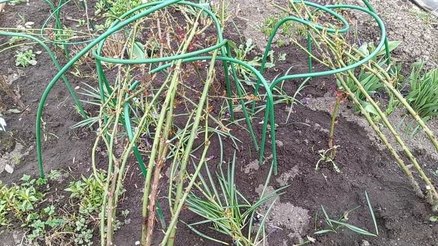 РОЗЫ В АПРЕЛЕ.