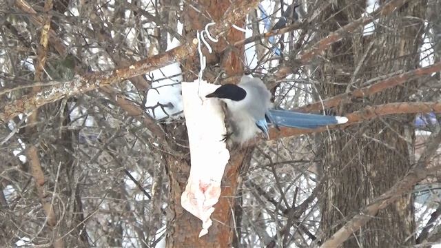 Голубые сороки любят сало!
