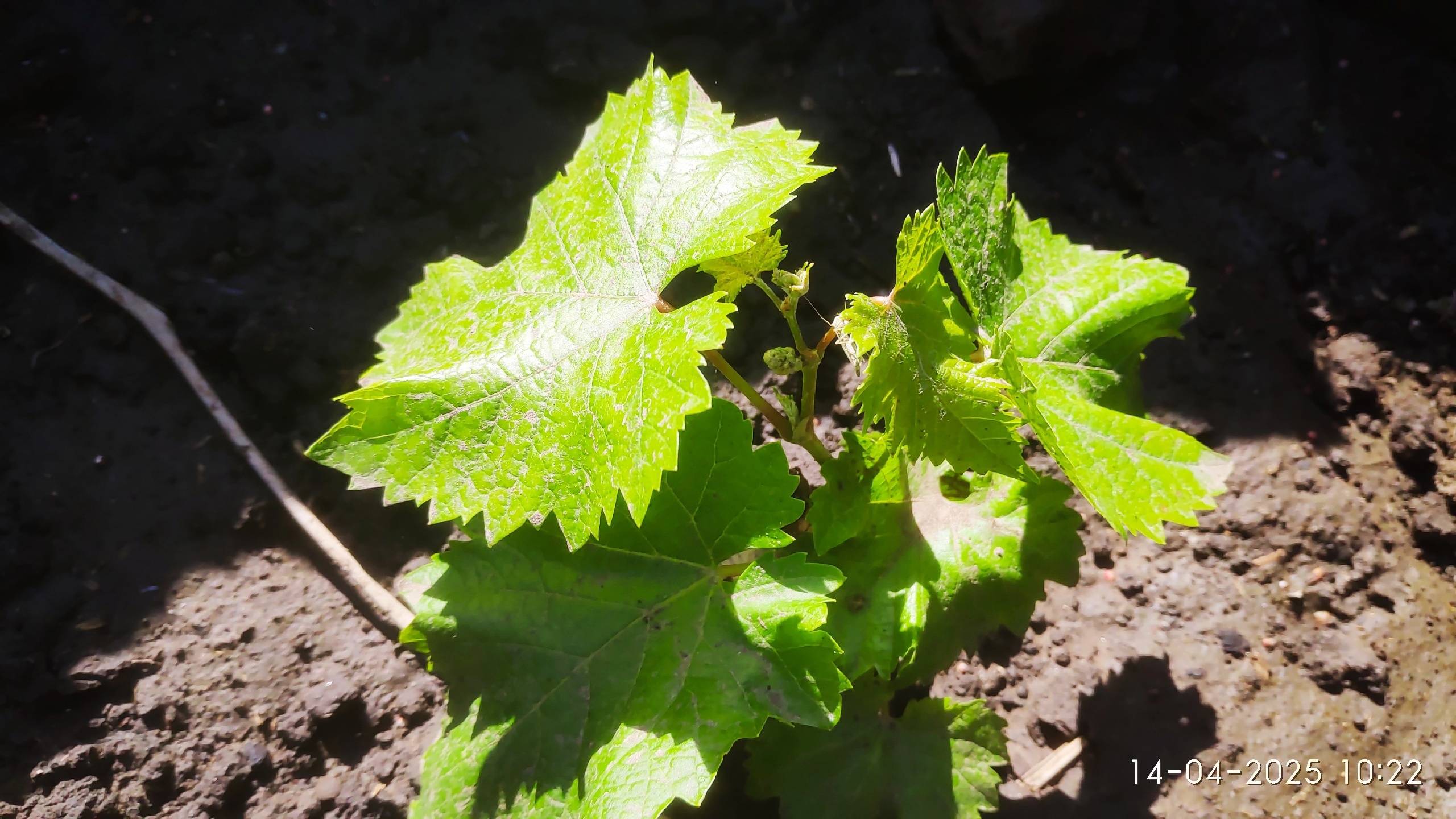 Заморозки пережили, бодрим виноград