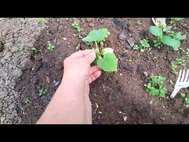 Хроника 15 июня.Дача,обзор