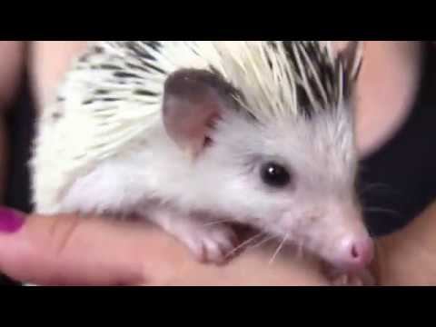 ёжик домашний питомец. На выставке ежей.