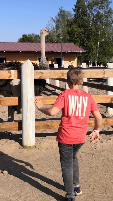 Уроки танцев для страуса #страусинаяферма #мастерhouse