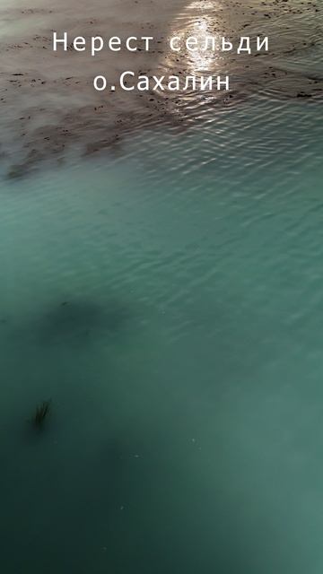 Нерест селедки. #Сахалин #селедка #рыбалка