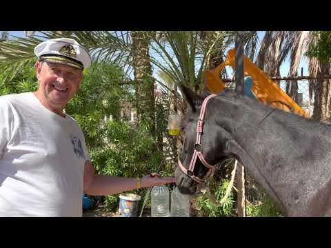 Сами едим и коней кормим. Прогулка по периметру Jaz Aquamarine. Наш отпуск в Египте.