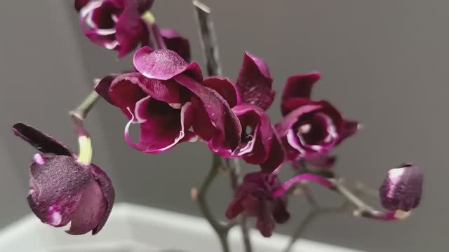 Моя НАХОДКА🤩😍🥰 Распаковка НОВОЙ орхидеи #орхидеи #распаковкаорхидеи