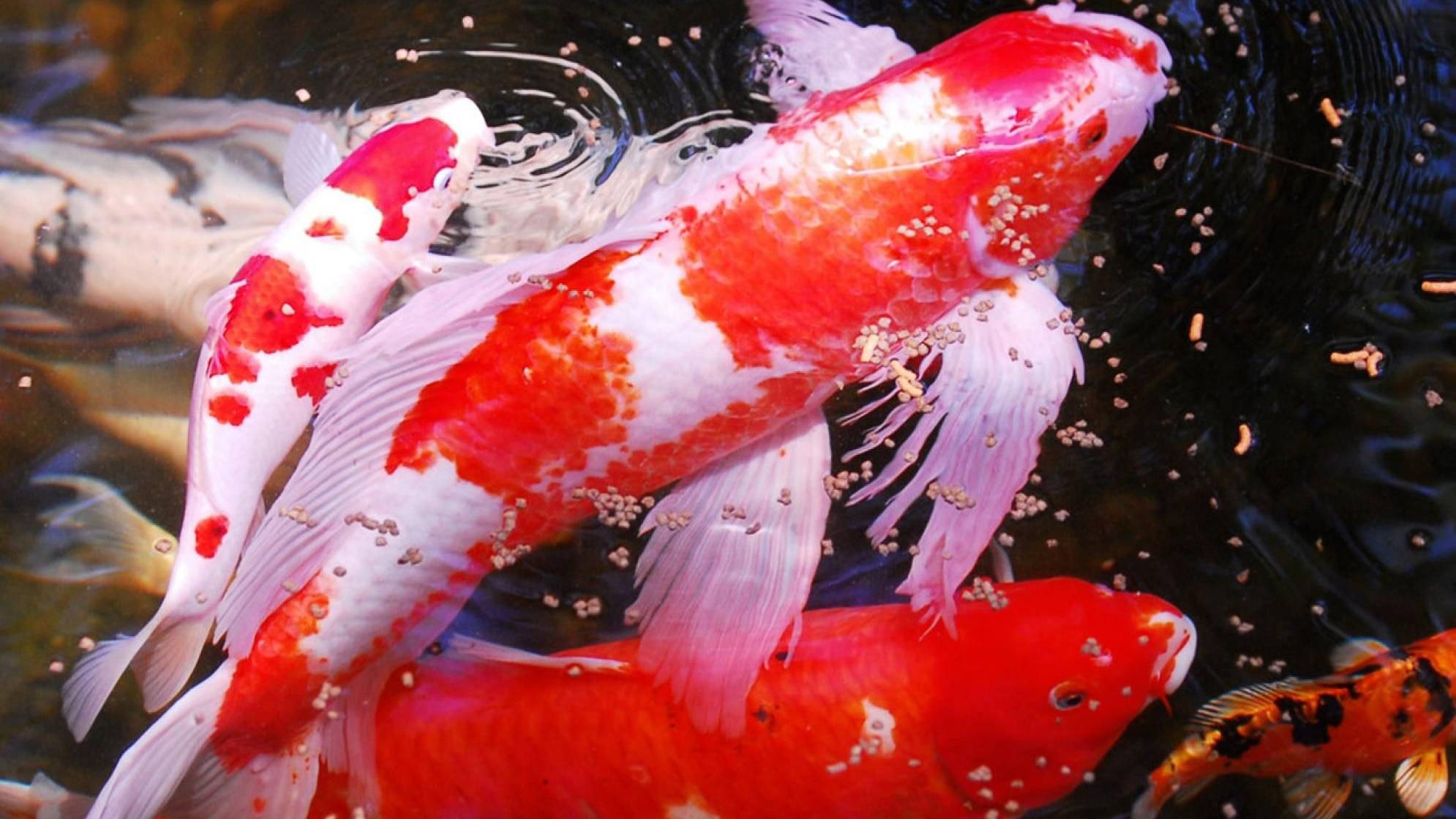 РР4 Ахтуба Медное Море- Где клюёт? (99 серия)