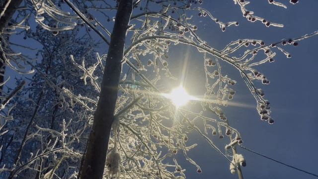 Как Абрикос в барбершоп ходил | Той-пудель и груминг