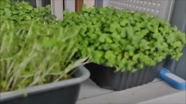 НАША ЗЕЛЕНЬ и цветы 08.04.2025.