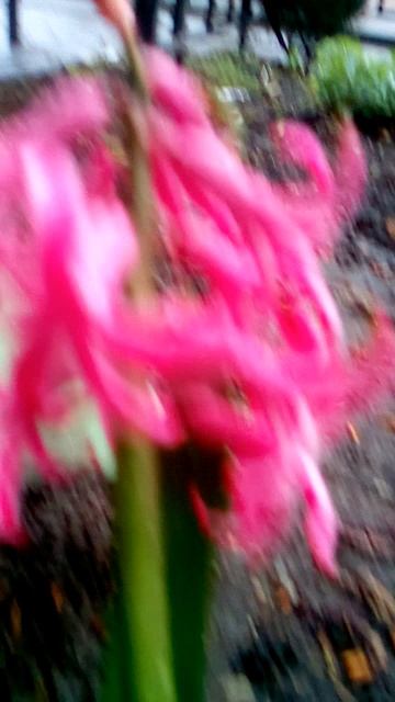 Гиацинт, дождь


Насыщенно розовый гиацинт_20250413_183625