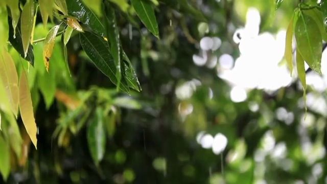 Шум дождя в лесу и пение птиц, асмр звуки природы для хорошего настроения!