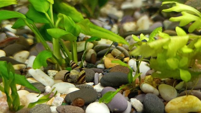 Хелены о любви