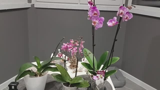 Обзор ПОКУПОК с ОРХИДИУМА 🥰 Сколько потратила 💰 #орхидеи #распаковкановыхорхидей