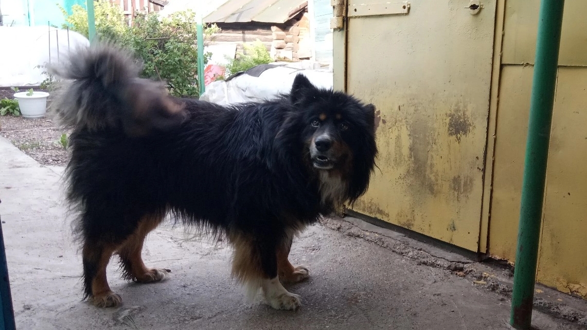 Выгул собаки без намордника разрешён?