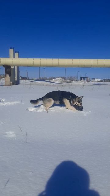 Граф бегает по сугробам