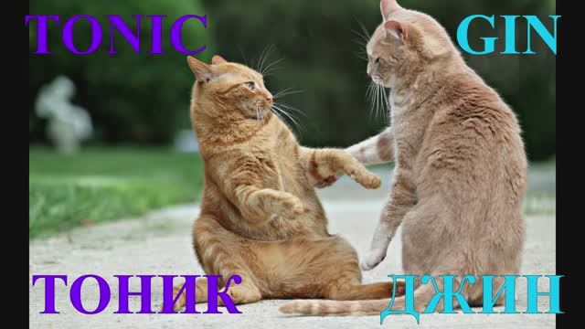 Необычные имена для кошек