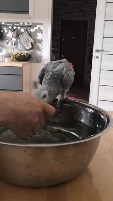 Варя, вода, кошка